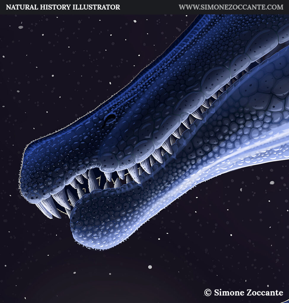 HUELLA INMORTAL | 𝘉𝘢𝘳𝘺𝘰𝘯𝘺𝘹 𝘸𝘢𝘭𝘬𝘦𝘳𝘪 – 𝘏𝘺𝘱𝘴𝘦𝘭𝘰𝘴𝘱𝘪𝘯𝘶𝘴 𝘧𝘪𝘵𝘵𝘰𝘯𝘪 – Simone ...